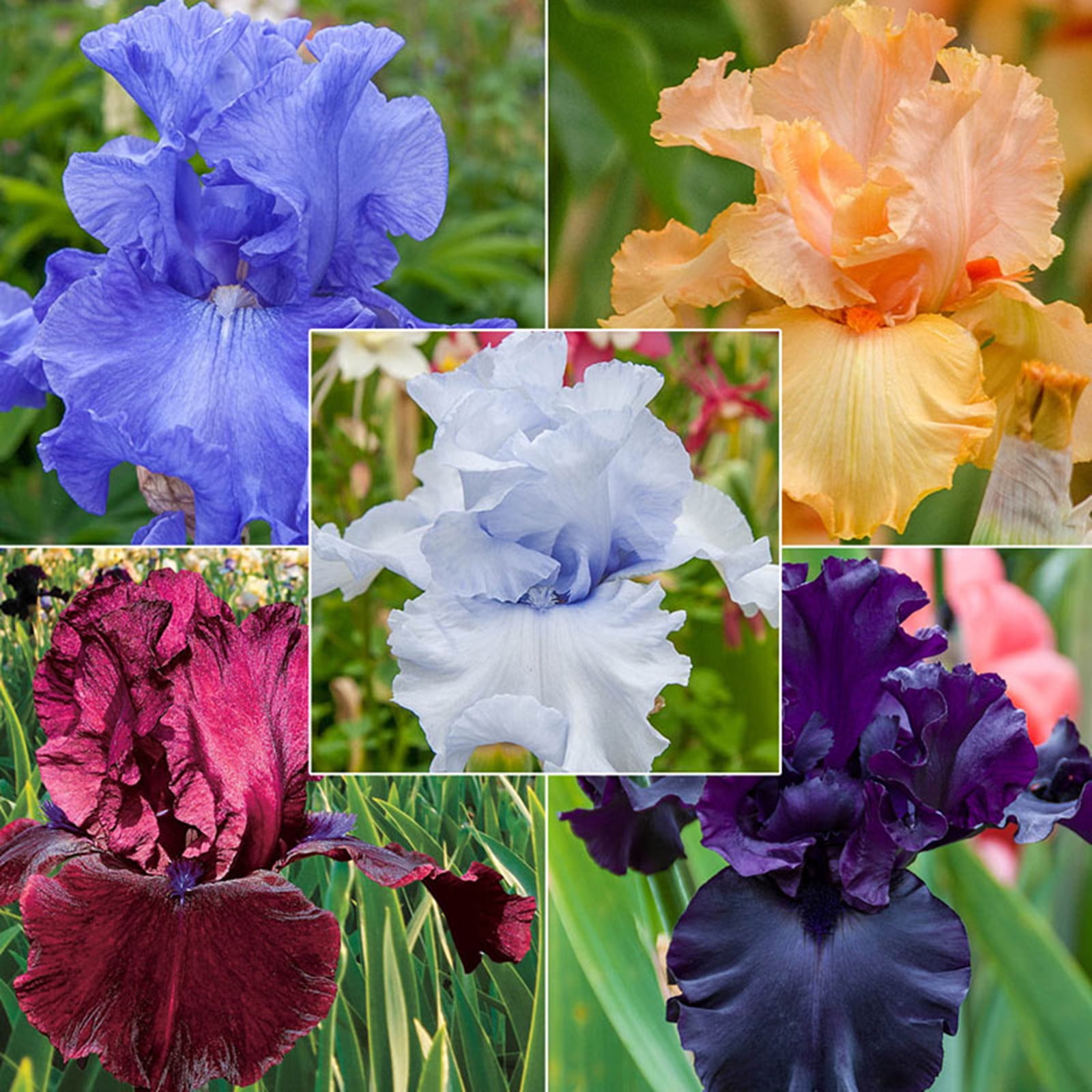 Iris-Unique natural form-Surprise gift-Beautify the environment - Walmart.com