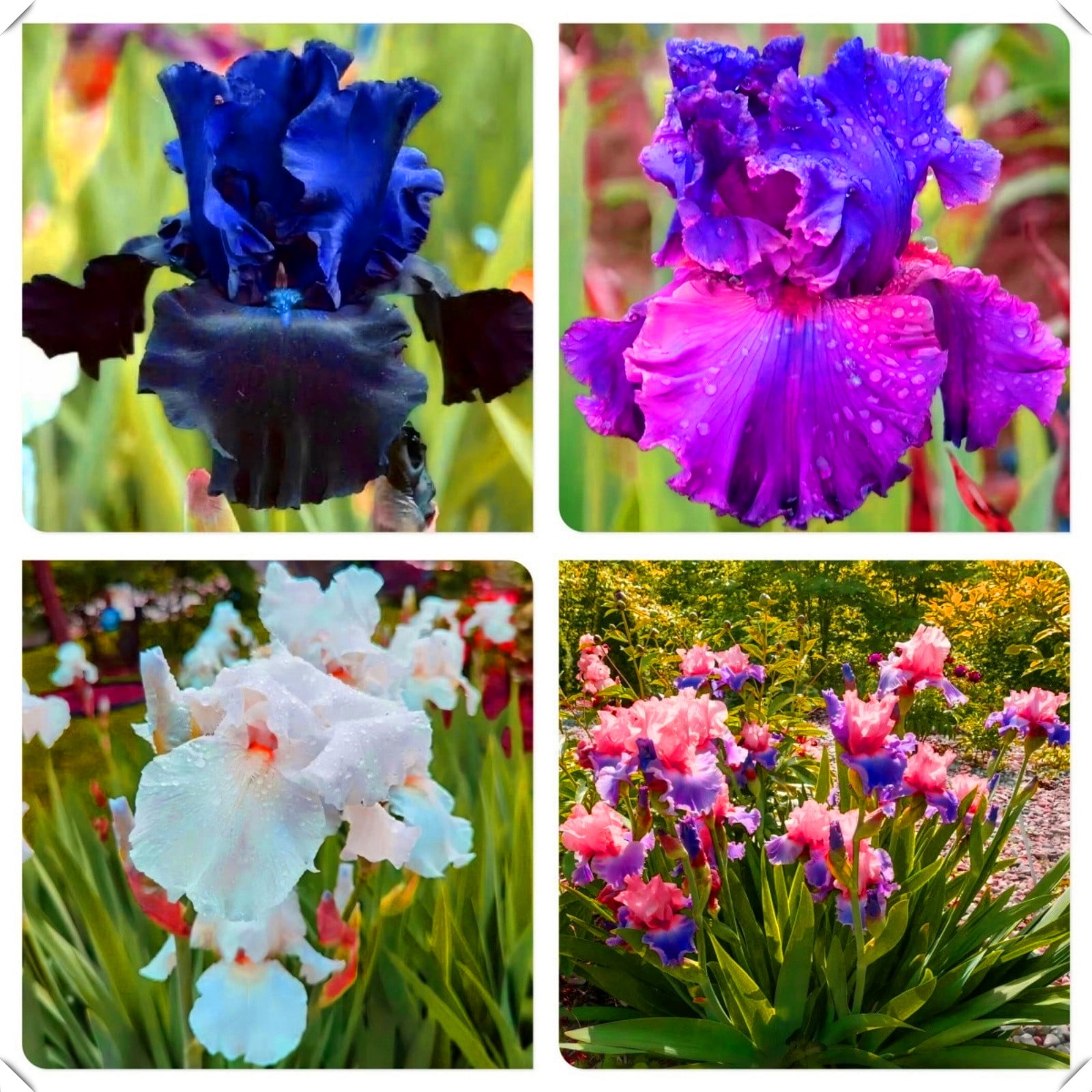 Iris-balcony decoration, elegant flower shape and bright colors ...