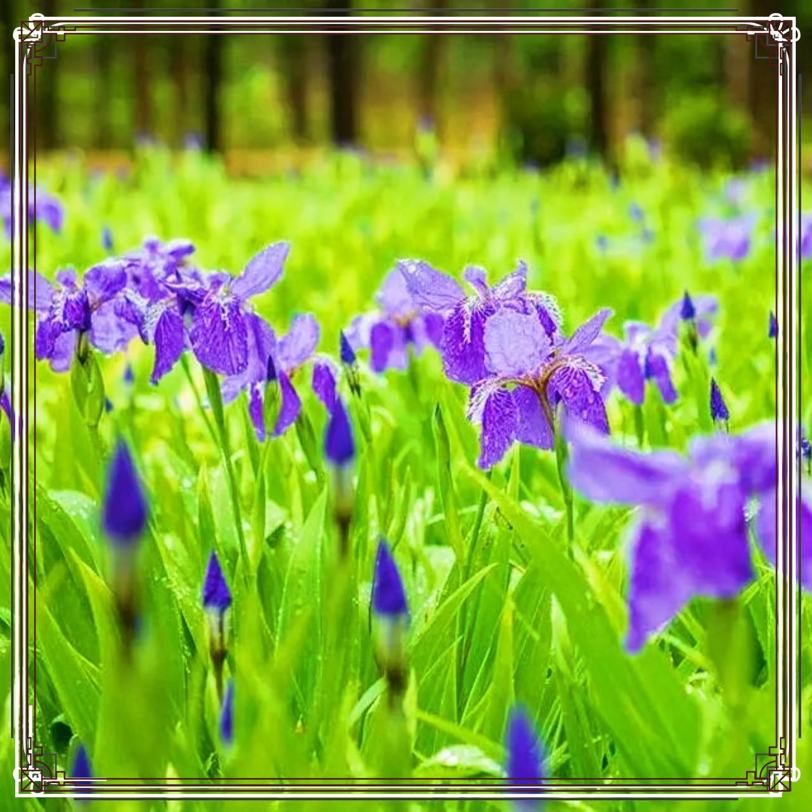 Iris bulb Iris bulbs for planting Siberian iris bulbs Iris bulbs ...