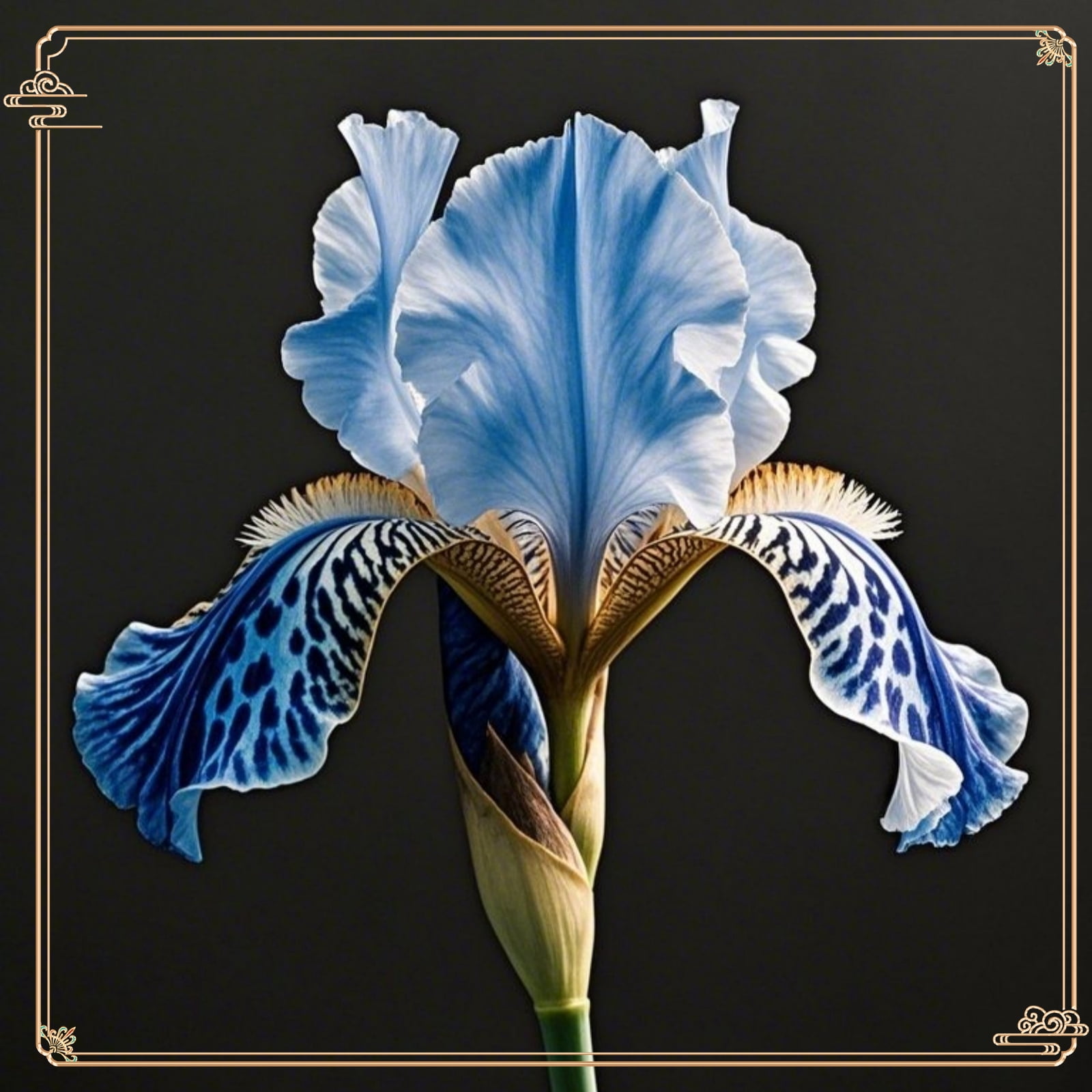Iris bulbs/Magical Hardy Rare Species Ornamental Value/perennial garden ...