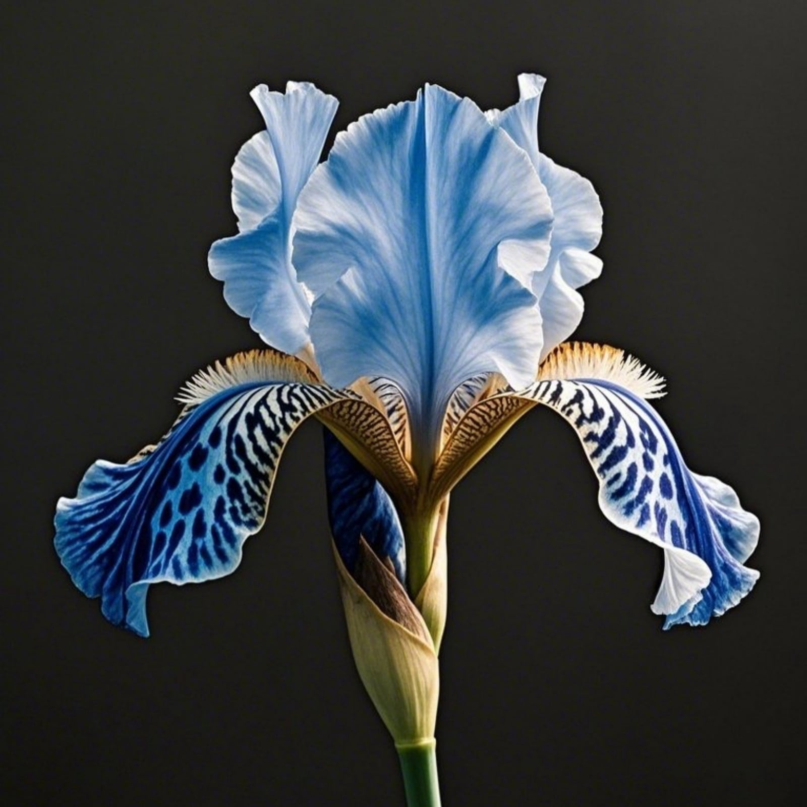 Iris bulbs，Magical Hardy Rare Species Ornamental Value,perennial garden ...