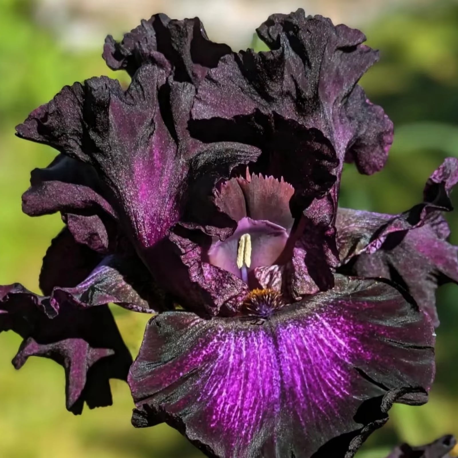 Iris bulbs,Perennial Bearded Iris for Planting,Home Garden Decoration ...