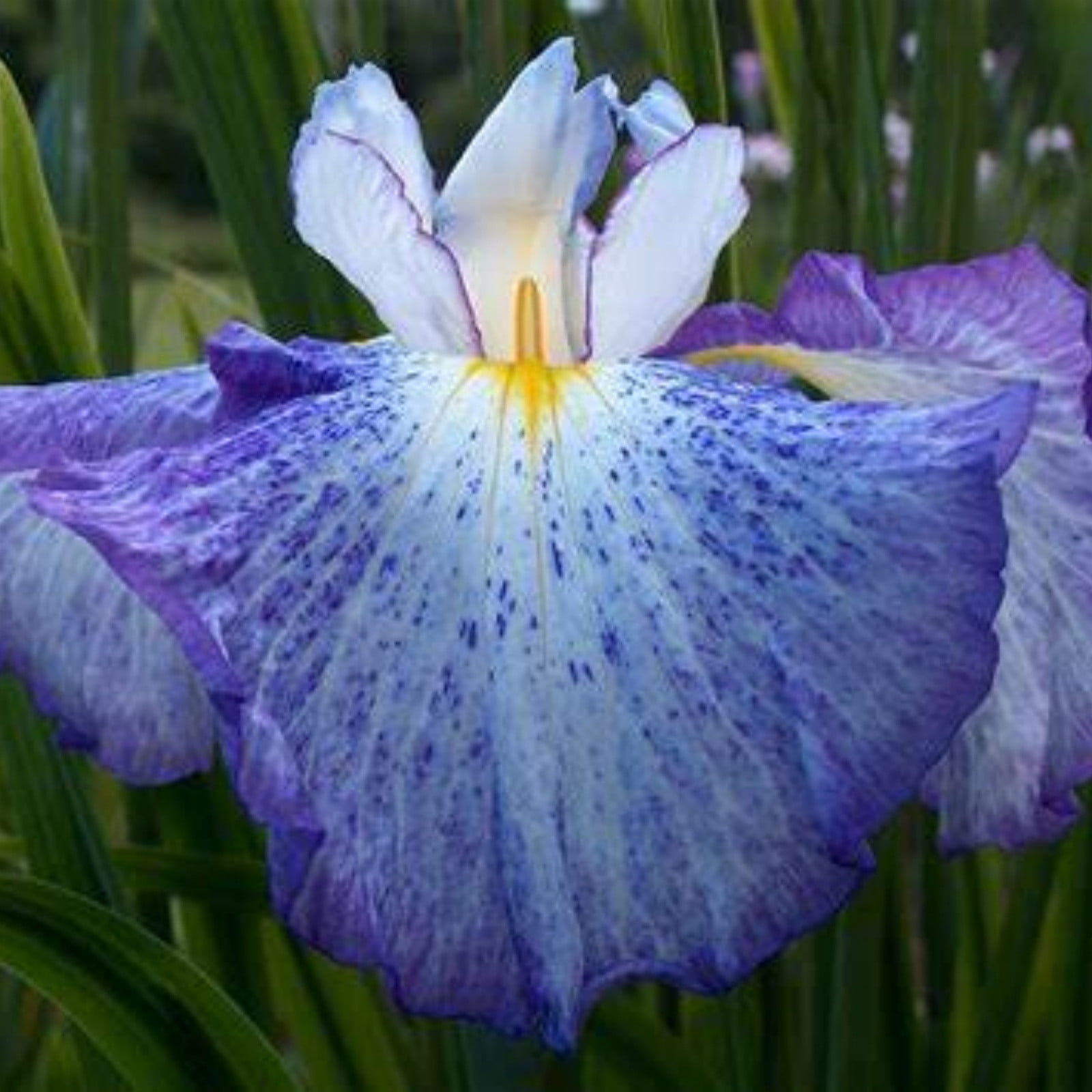 Iris bulbs,Perennial Bearded Iris for Planting,Home Garden Decoration ...