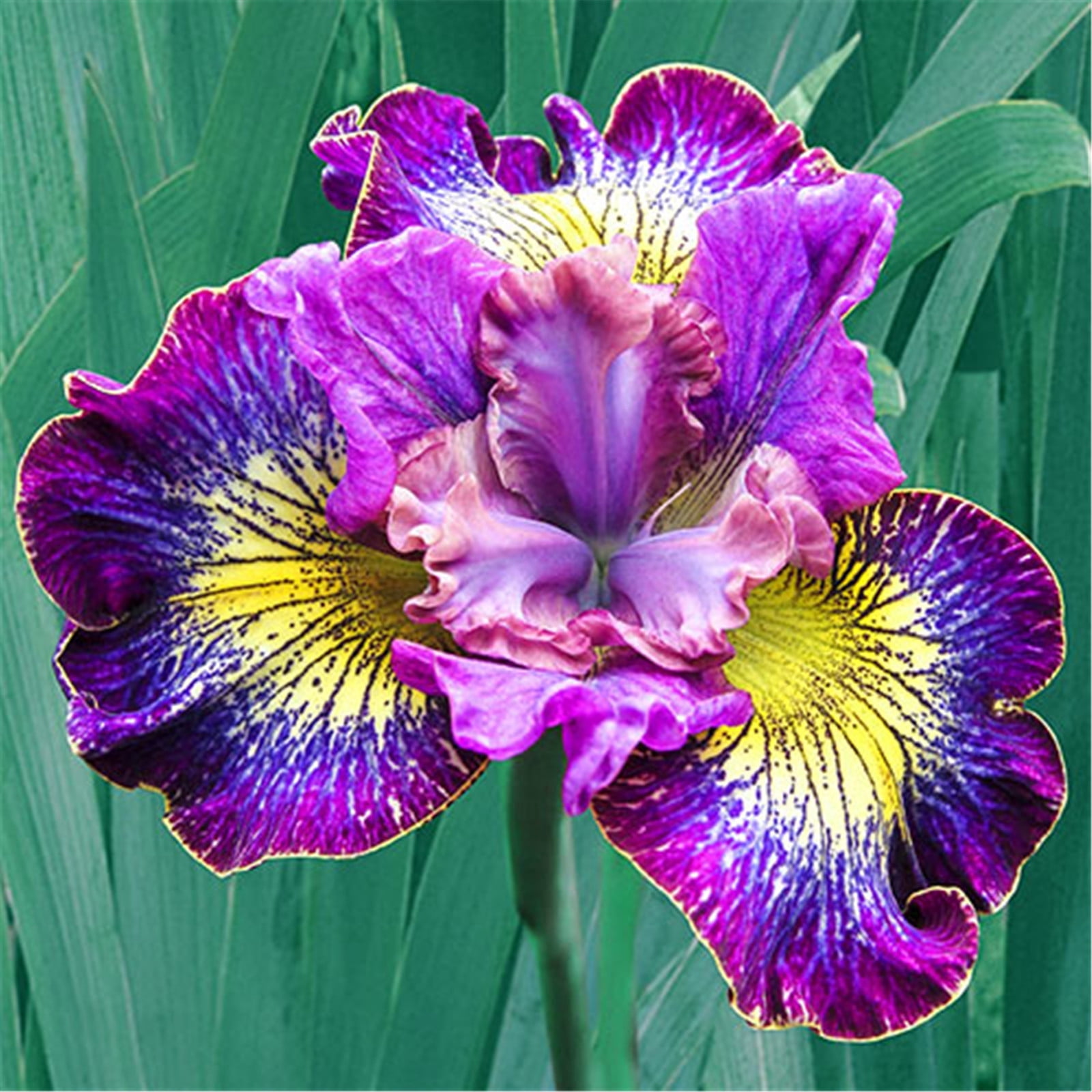 Iris bulbs,Perennial Bearded Iris for Planting,Home Garden Decoration ...