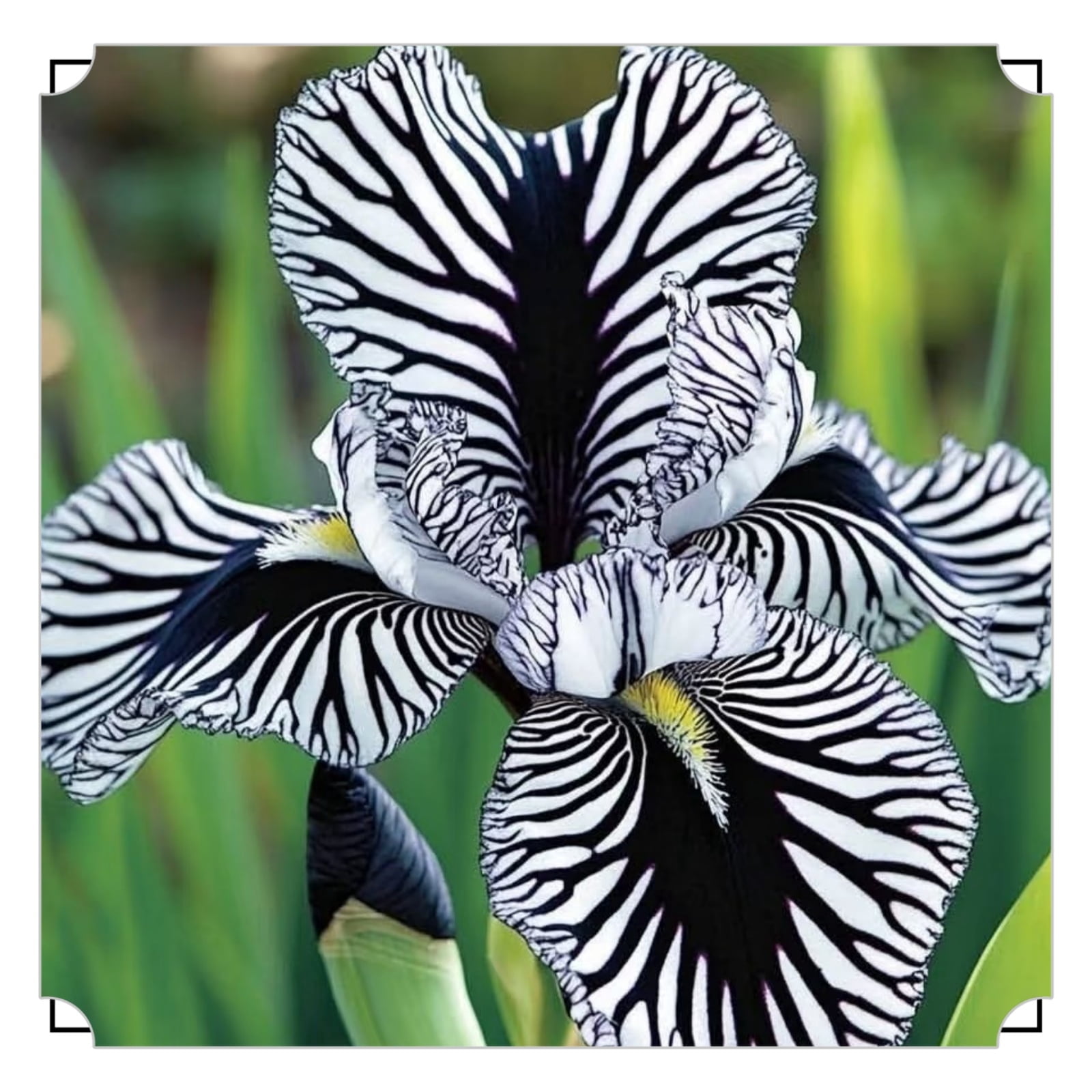Iris bulbs,Perennial Bearded Iris for Planting,Home Garden Decoration ...
