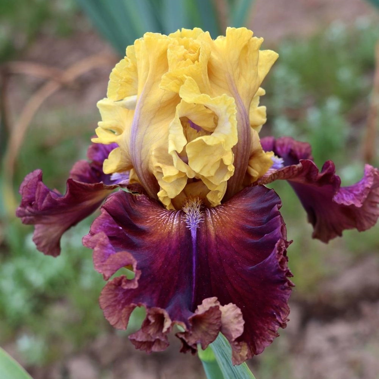Iris bulbs Plant, Bearded Iris For Planting, Easy to Plant Perennial ...