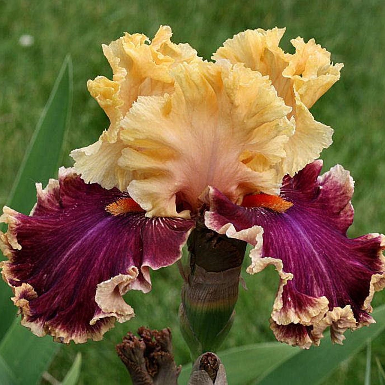 Iris bulbs Plant, Bearded Iris For Planting, Easy to Plant Perennial ...