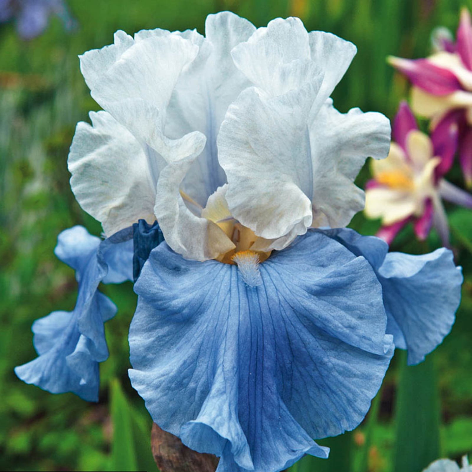 Iris bulbs Plant, Bearded Iris For Planting, Easy to Plant Perennial ...