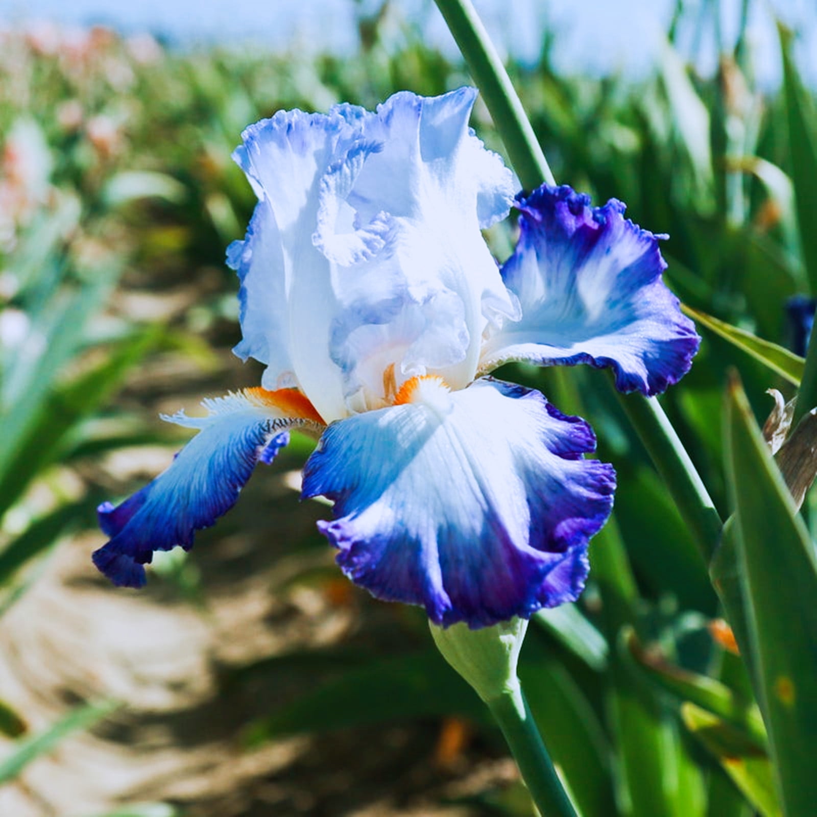 Iris bulbs Plant, Bearded Iris For Planting, Easy to Plant Perennial ...