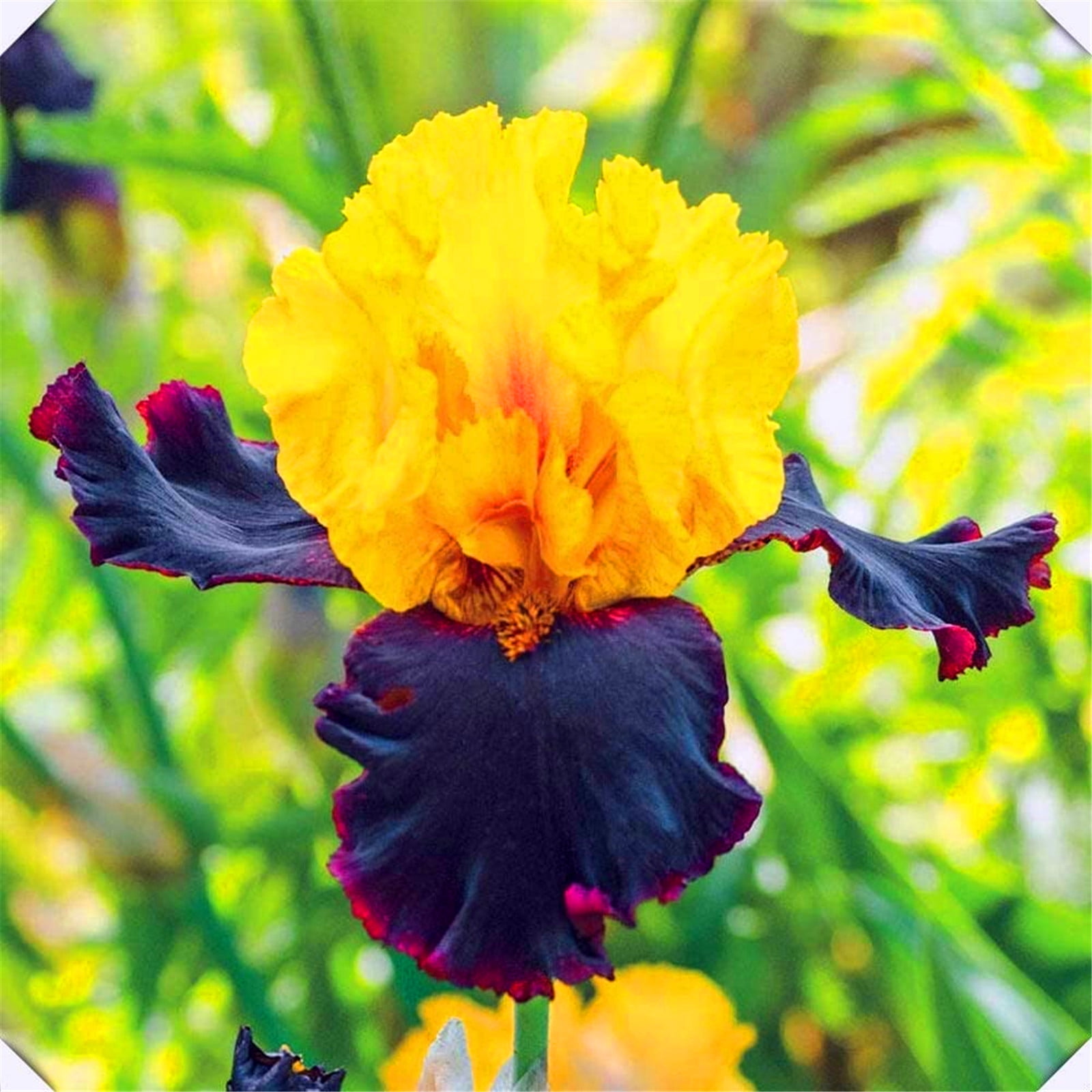 Iris bulbs Plant, Bearded Iris For Planting, Easy to Plant Perennial ...