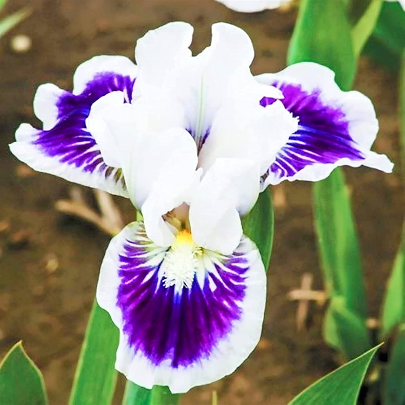 Iris bulbs Plant, Bearded Iris For Planting, Easy to Plant Perennial ...