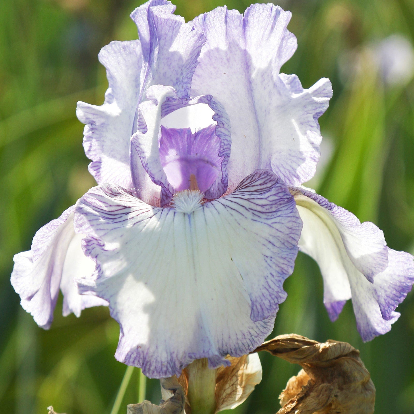 Iris bulbs Plant, Bearded Iris For Planting, Easy to Plant Perennial ...