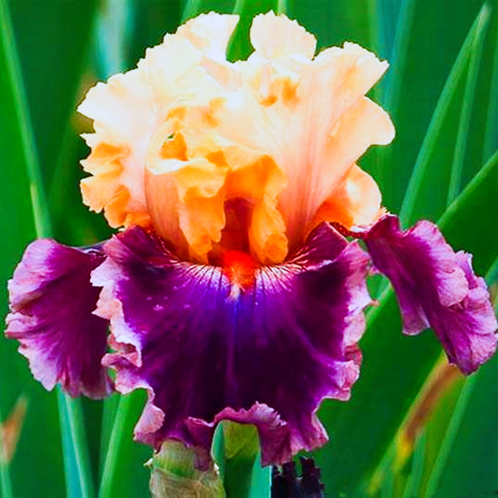 Iris bulbs Plant, Bearded Iris For Planting, Easy to Plant Perennial, Pleasantly Scented - Good ...