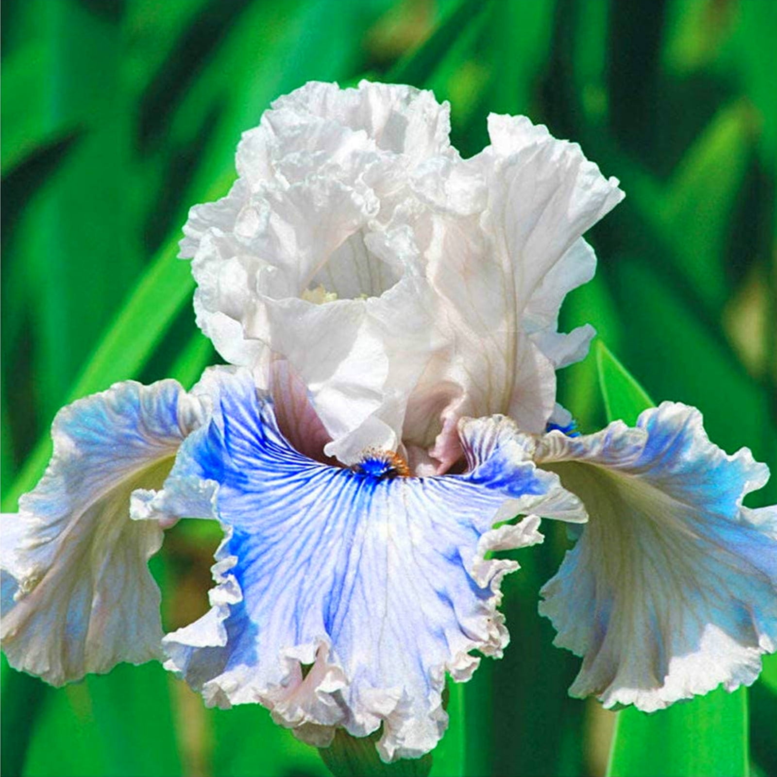 Iris bulbs Plant, Bearded Iris For Planting, Easy to Plant Perennial ...