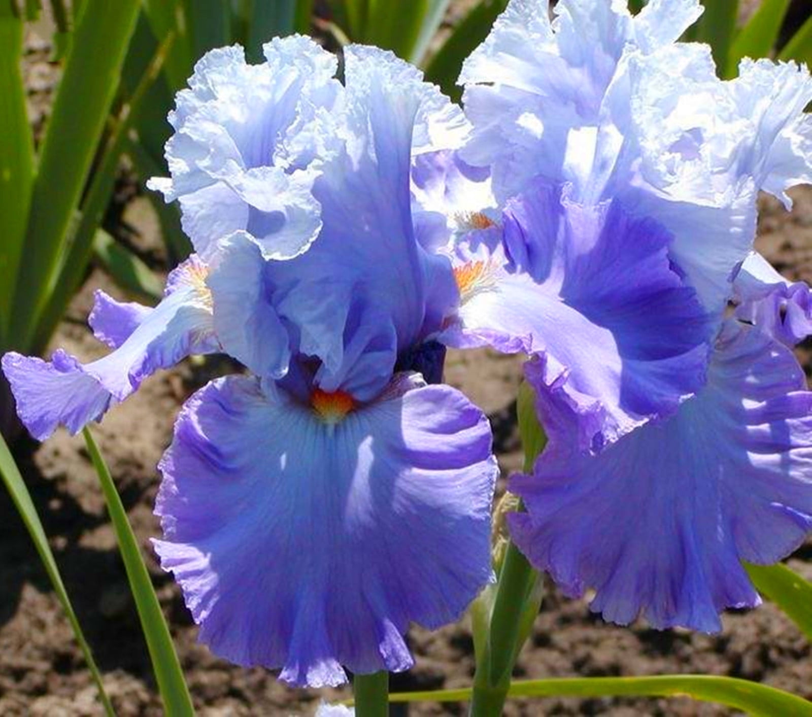 Iris bulbs Plant, Bearded Iris For Planting, Easy to Plant Perennial ...
