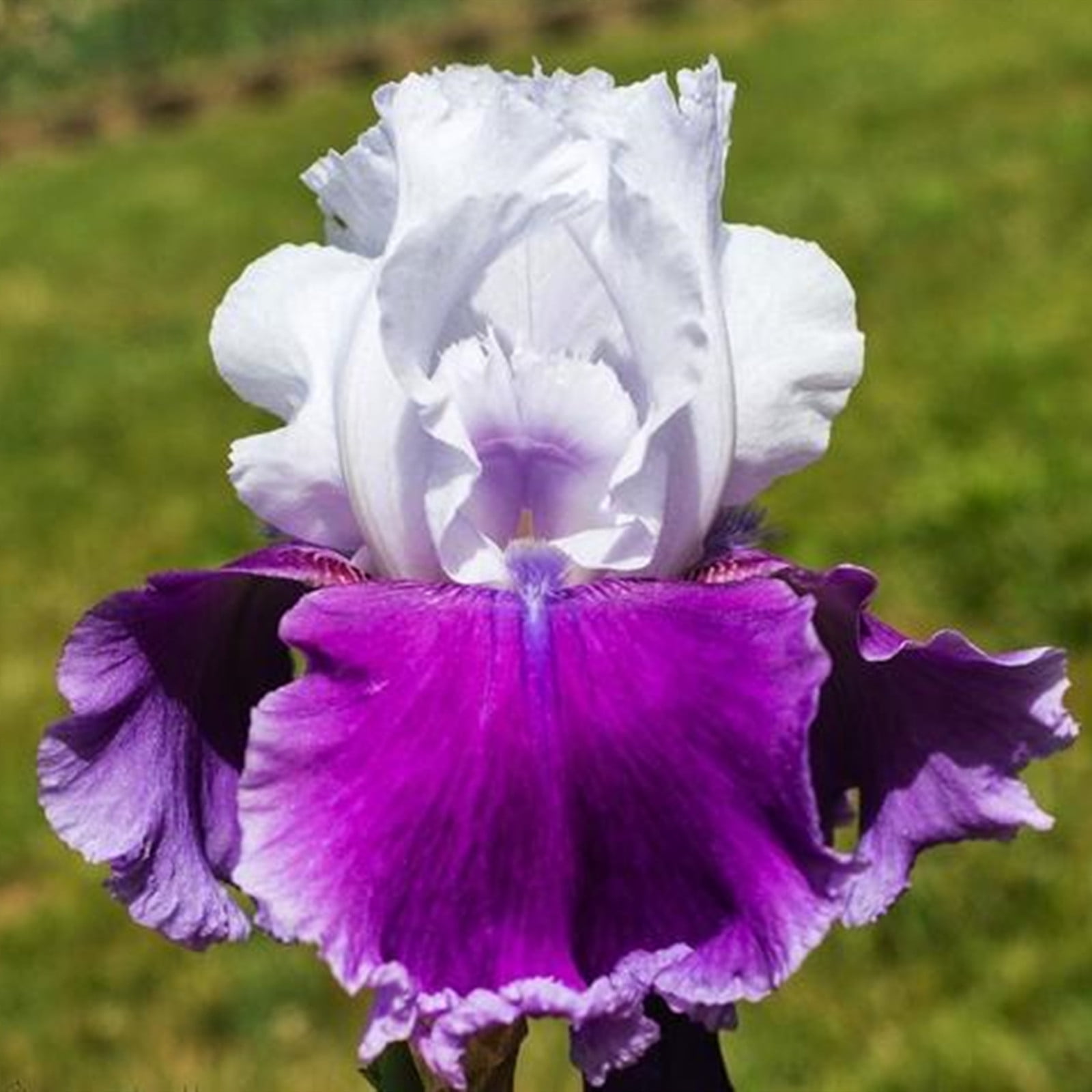 Iris bulbs Plant, Bearded Iris For Planting, Easy to Plant Perennial ...