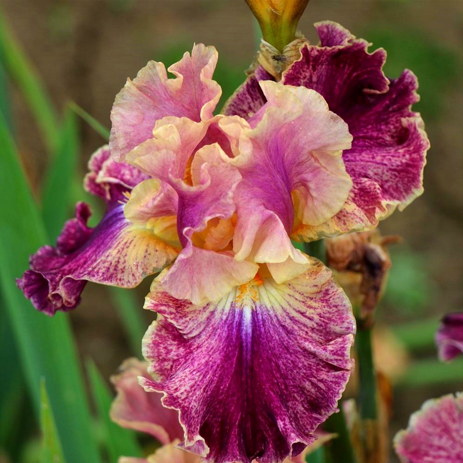 Iris bulbs Plant, Bearded Iris For Planting, Easy to Plant Perennial ...
