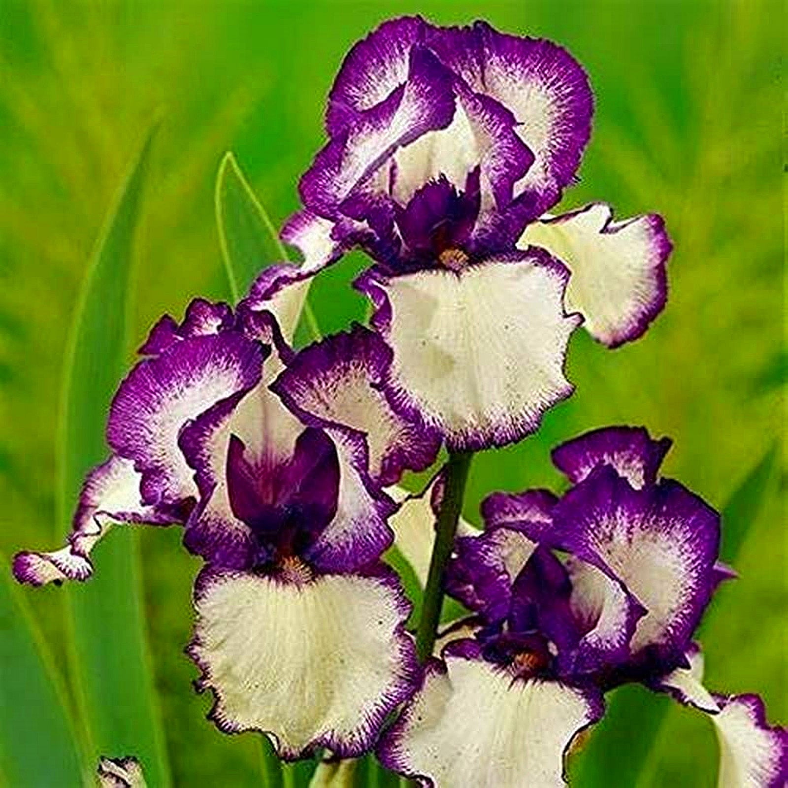 Iris bulbs Plant, Bearded Iris For Planting, Easy to Plant Perennial ...