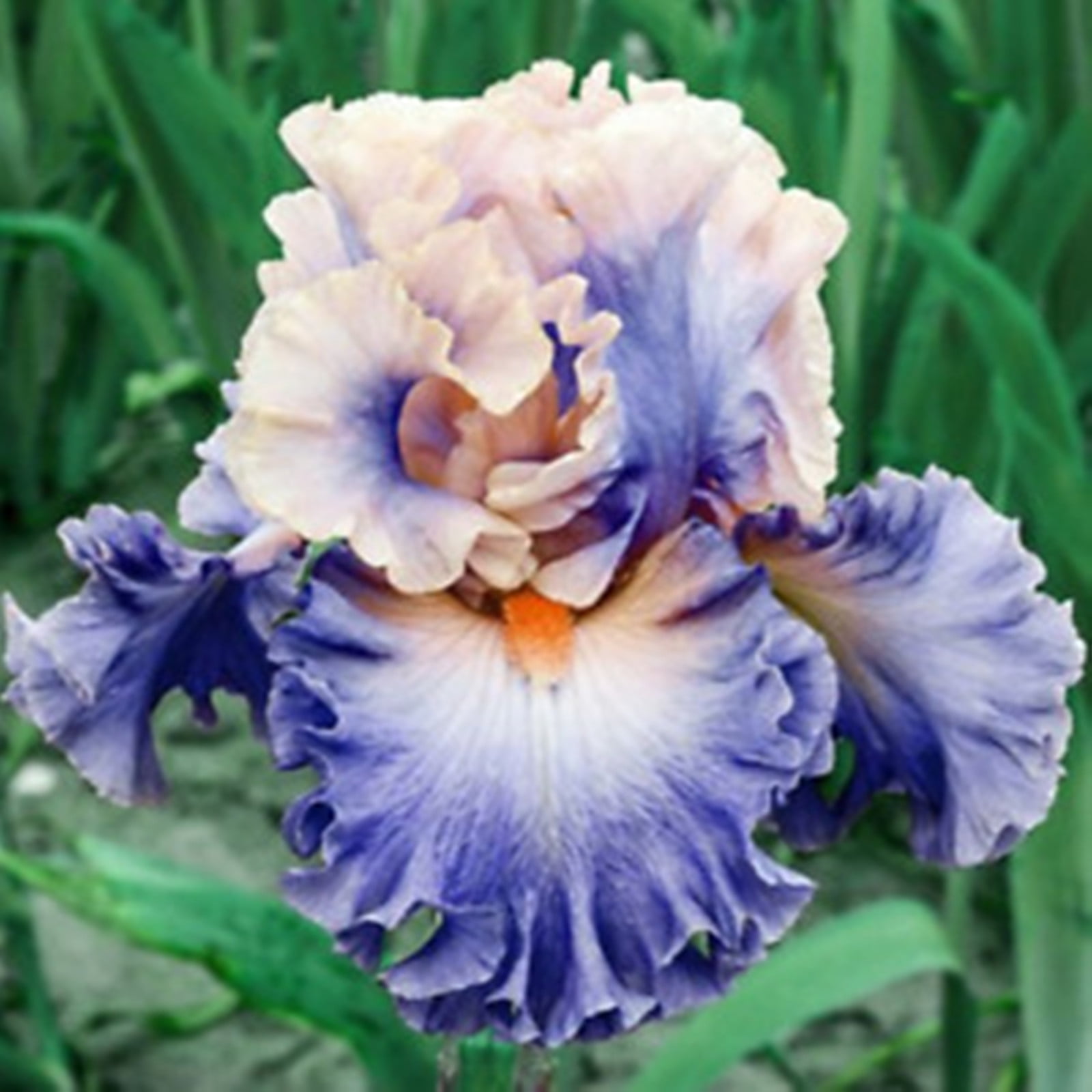Iris bulbs Plant, Bearded Iris For Planting, Easy to Plant Perennial ...