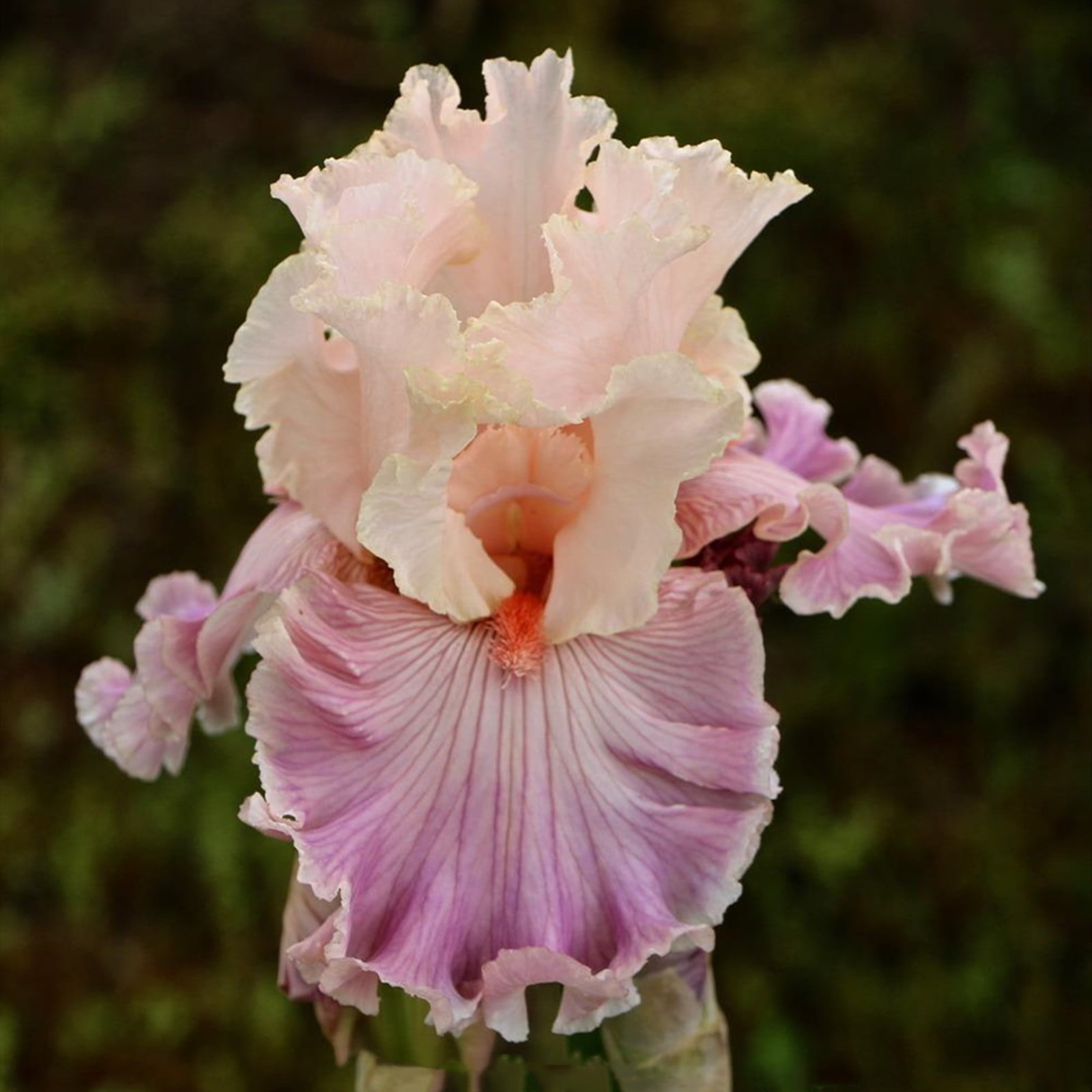 Iris bulbs Plant, Bearded Iris For Planting, Easy to Plant Perennial ...