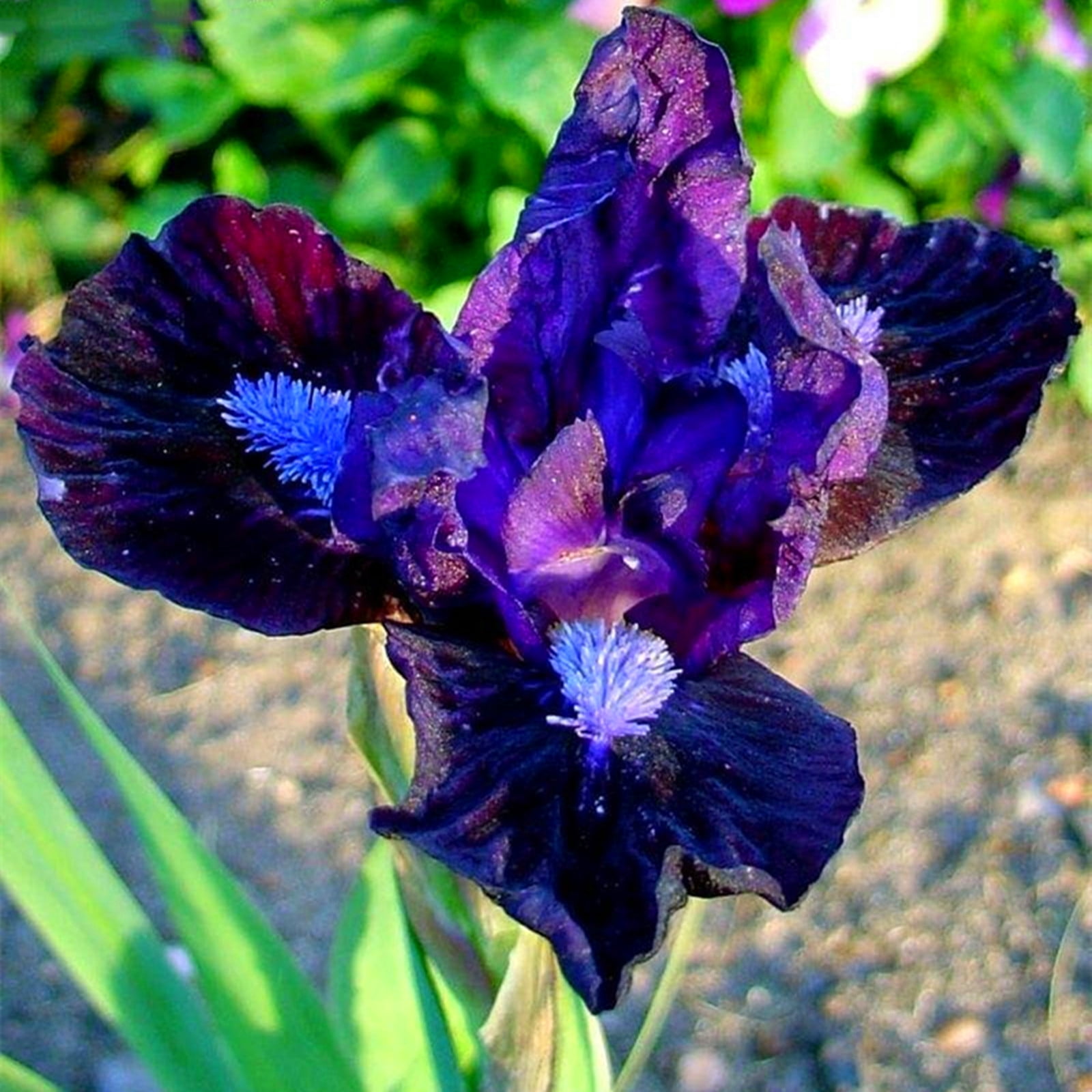 Iris bulbs Plant, Bearded Iris For Planting, Easy to Plant Perennial ...