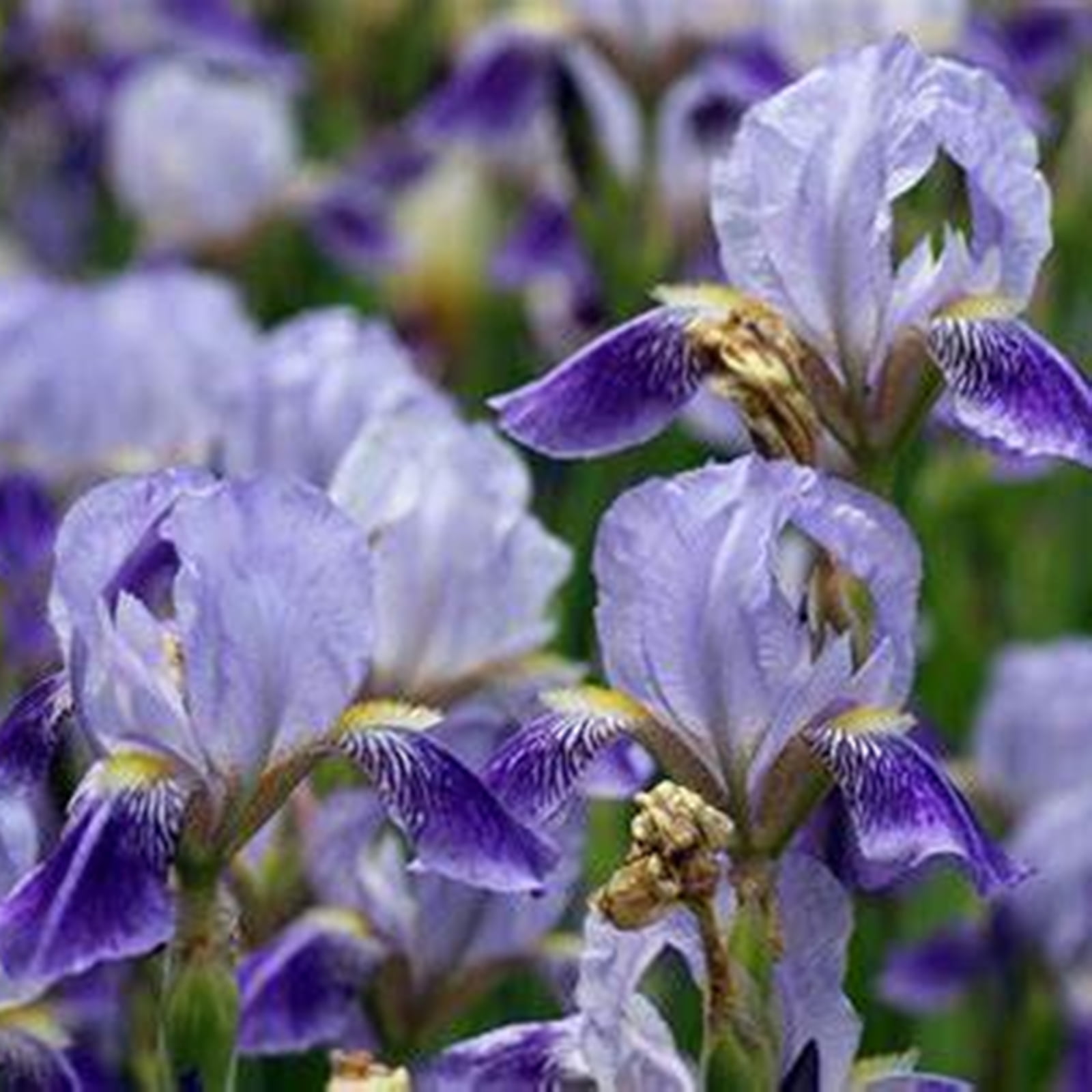 Iris bulbs Plant, Bearded Iris For Planting, Easy to Plant Perennial ...