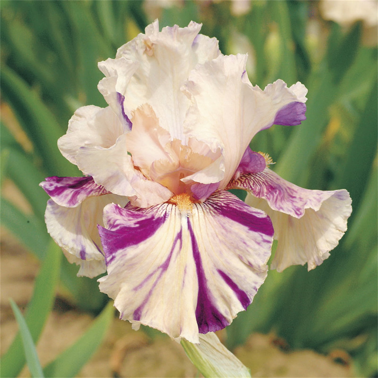 Iris bulbs Plant, Bearded Iris For Planting, Easy to Plant Perennial ...