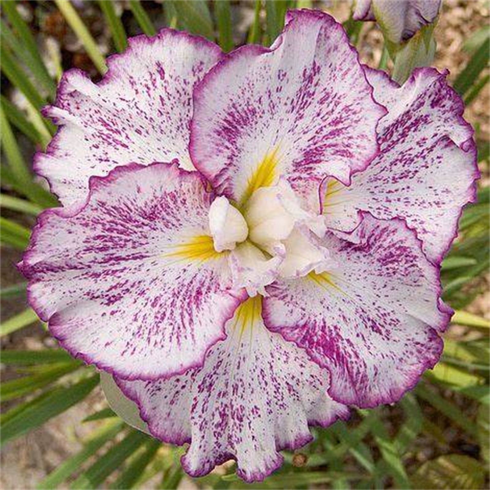 Iris bulbs Plant, Bearded Iris For Planting, Easy to Plant Perennial ...