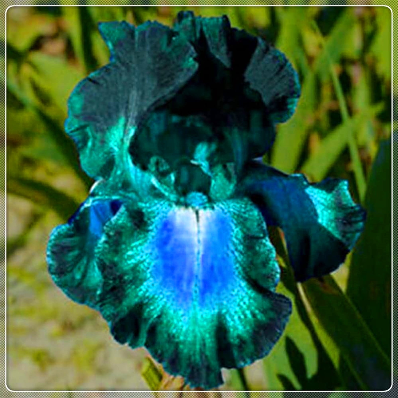 Iris bulbs Plant, Bearded Iris For Planting, Easy to Plant Perennial ...