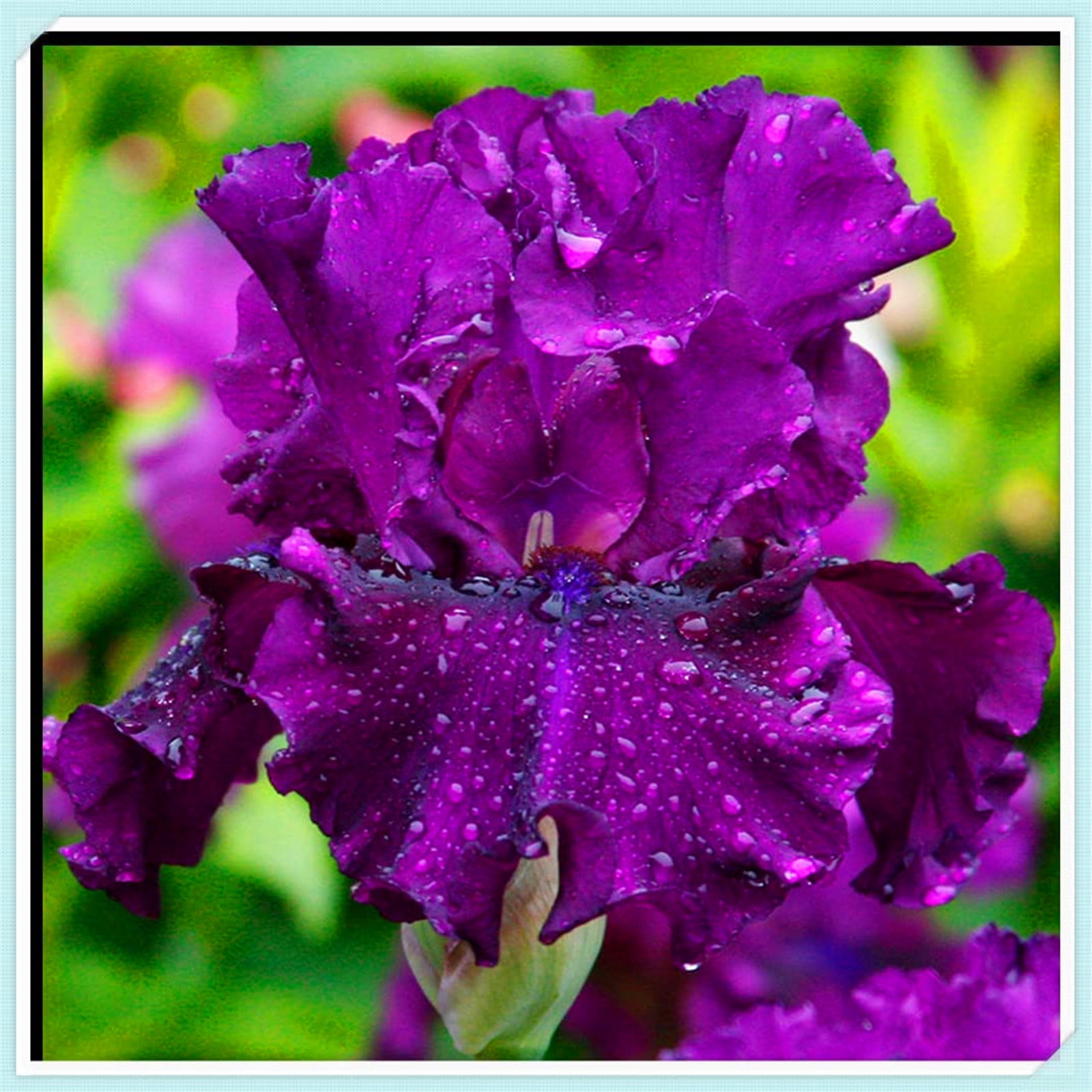 Iris bulbs Plant, Bearded Iris For Planting, Easy to Plant Perennial, Pleasantly Scented - Good ...