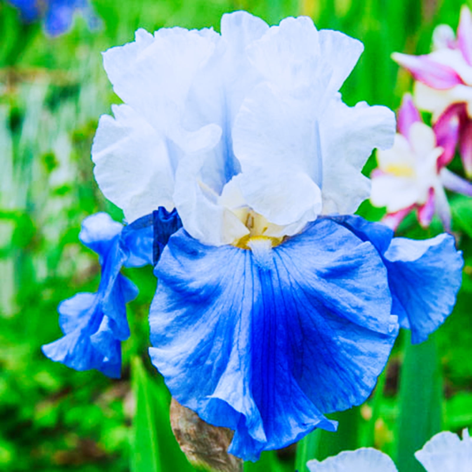 Iris bulbs Plant, Bearded Iris For Planting, Easy to Plant Perennial ...