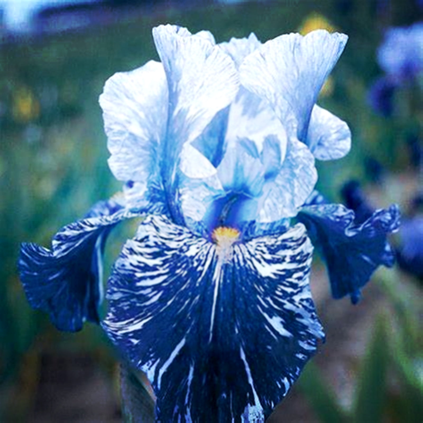 Iris bulbs Plant, Bearded Iris For Planting, Easy to Plant Perennial ...