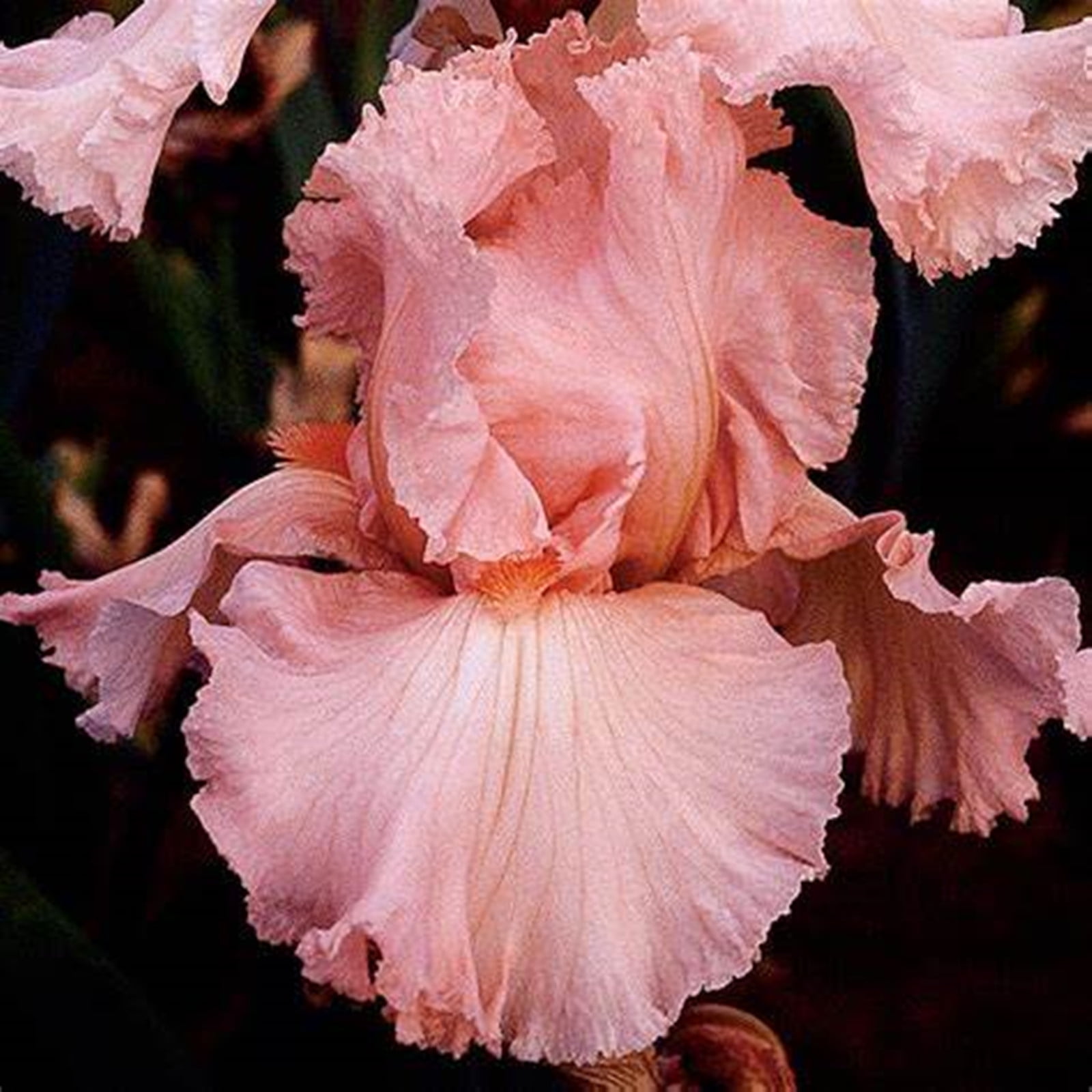 Iris bulbs Plant, Bearded Iris For Planting, Easy to Plant Perennial ...