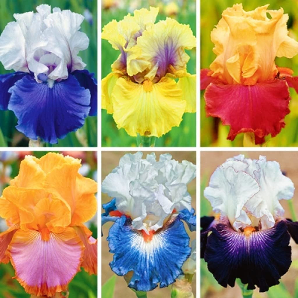 Iris bulbs Plant, Bearded Iris For Planting, Easy to Plant Perennial ...