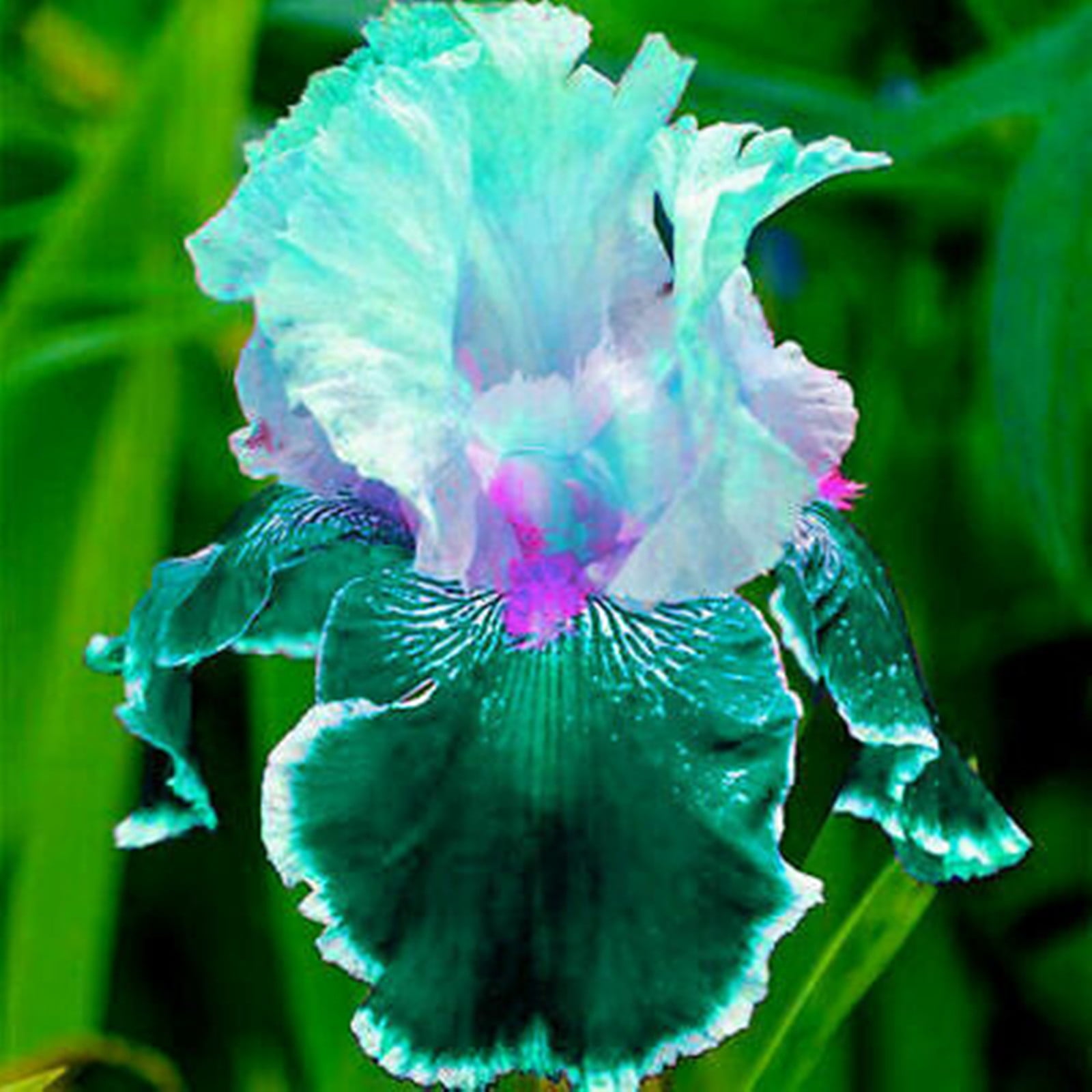 Iris bulbs Plant, Bearded Iris For Planting, Easy to Plant Perennial ...