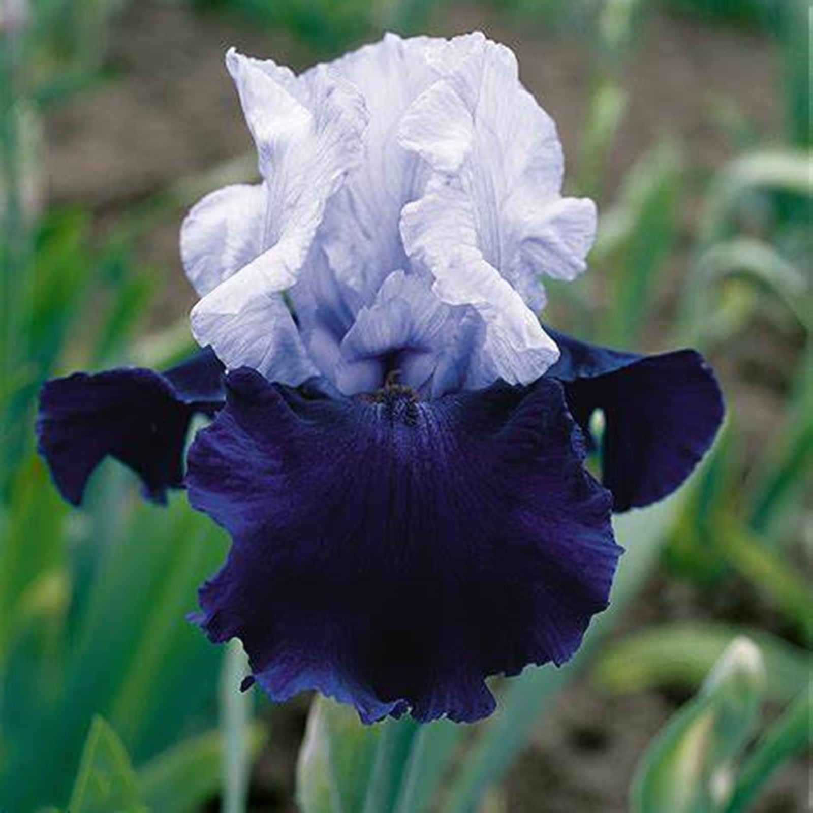 Iris bulbs Plant, Bearded Iris For Planting, Easy to Plant Perennial ...