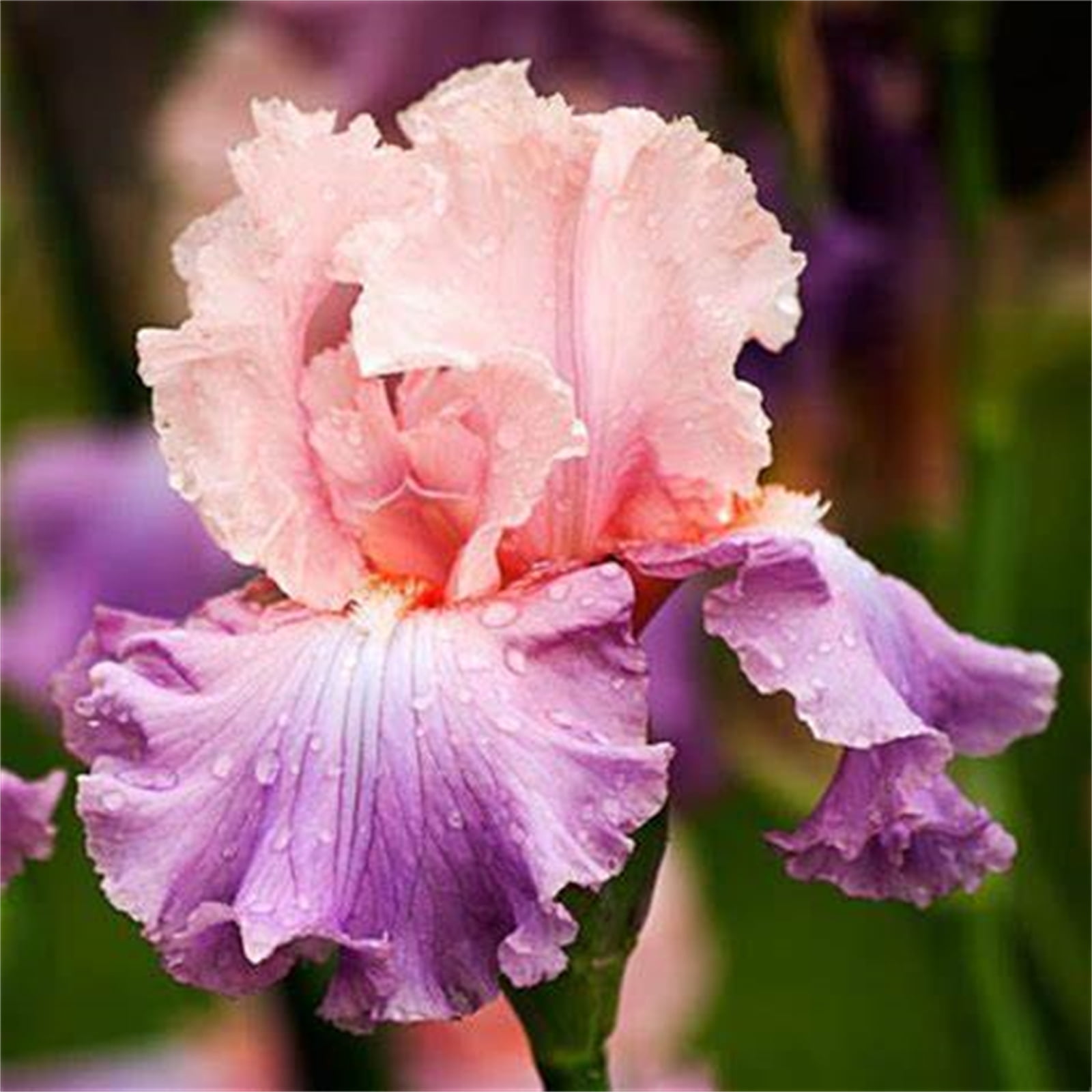 Iris bulbs Plant, Bearded Iris For Planting, Easy to Plant Perennial ...