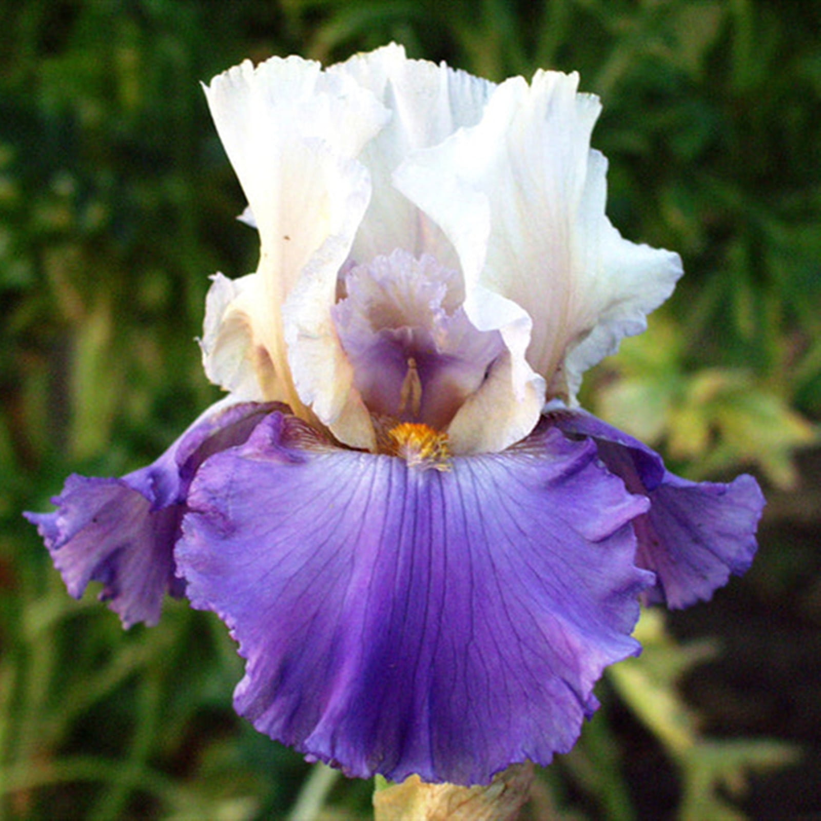 Iris bulbs Plant, Bearded Iris For Planting, Easy to Plant Perennial ...
