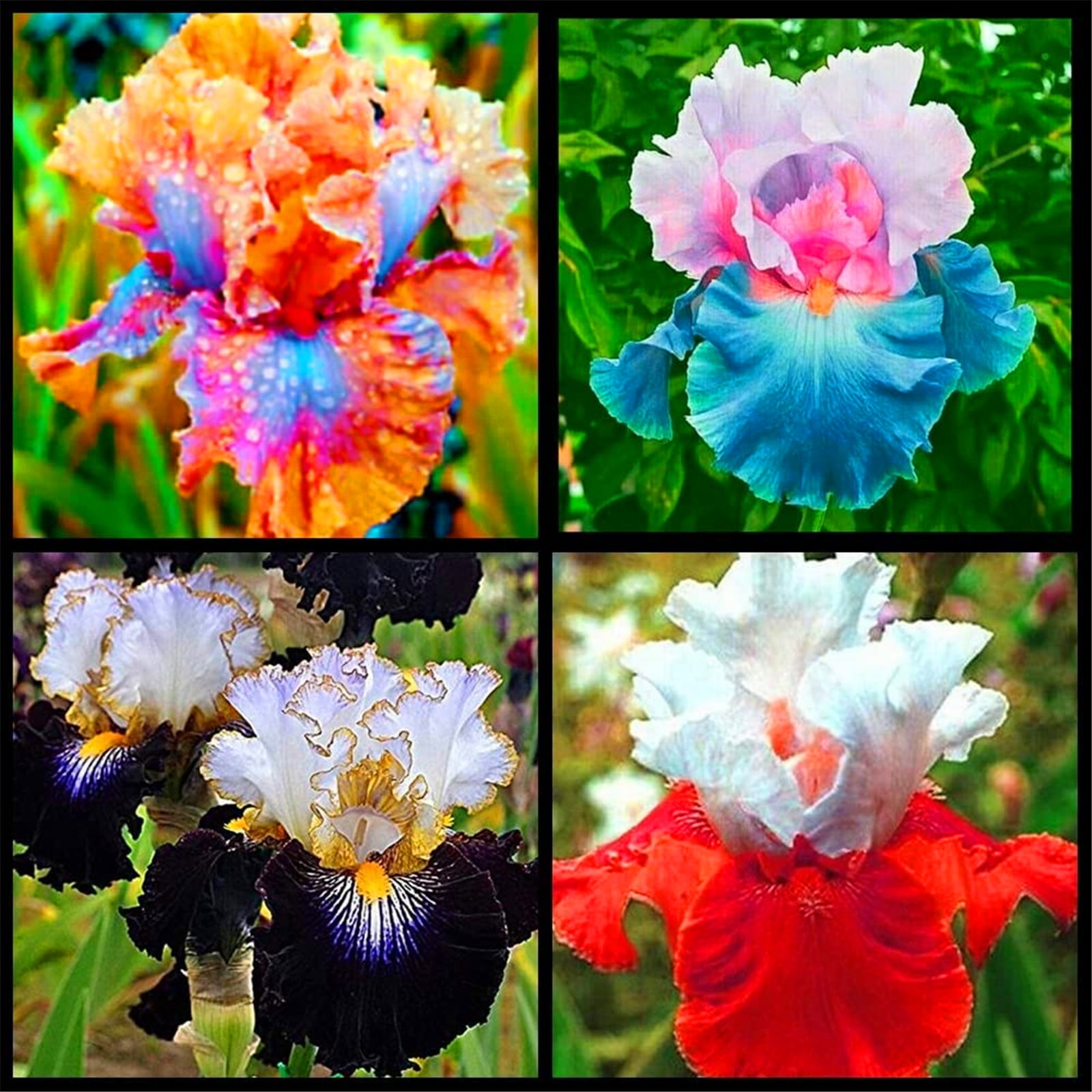 Iris bulbs Plant, Bearded Iris For Planting, Easy to Plant Perennial ...