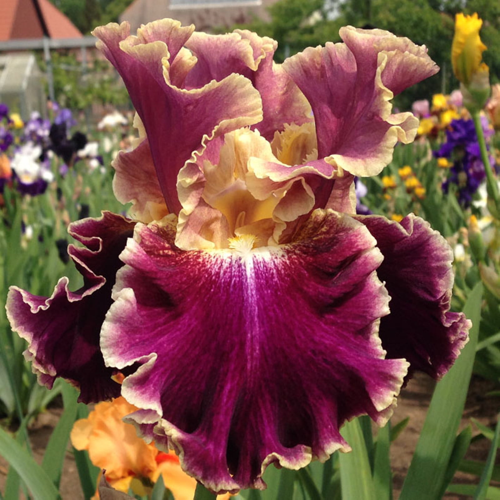 Iris bulbs Plant, Easy to Plant Perennial, Iris Is Cold-Resistant ...