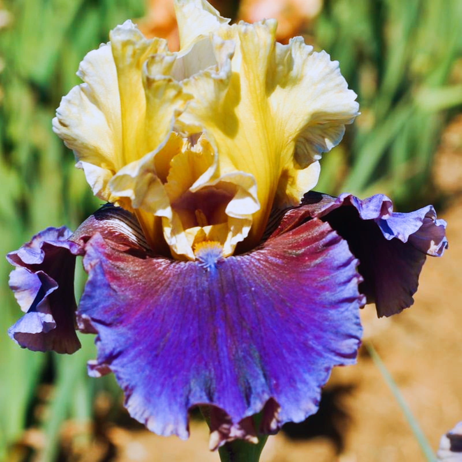 Iris bulbs Plant, Easy to Plant Perennial, Iris Is Cold-Resistant ...