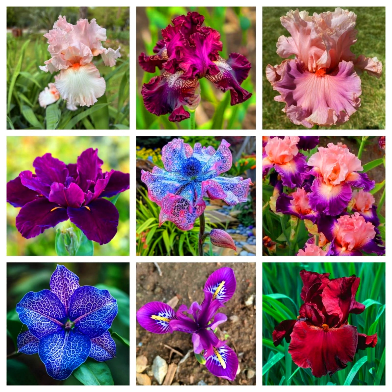 Iris bulbs. Spring flowering perennials, easy to grow, suitable for ...