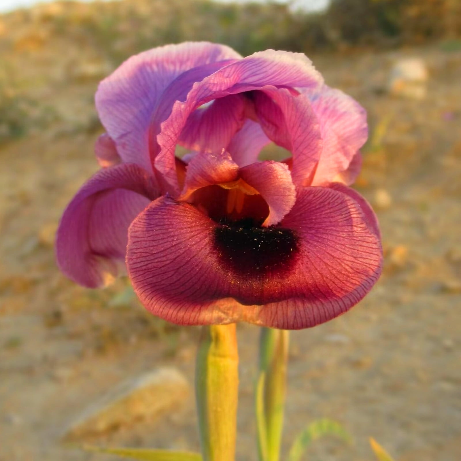 Iris bulbs - a must for a beautiful garden, rich in color options ...