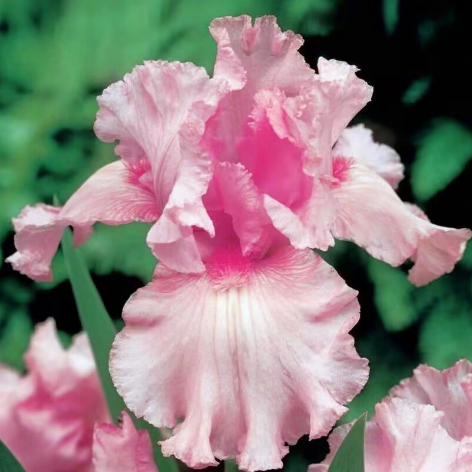 Iris bulbs - a must for a beautiful garden, rich in color options ...