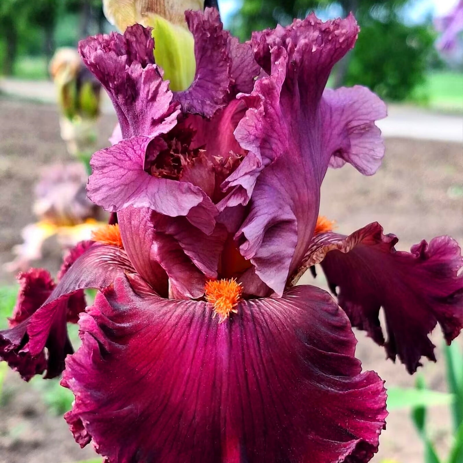 Iris bulbs - a must for a beautiful garden, rich in color options - Walmart.com