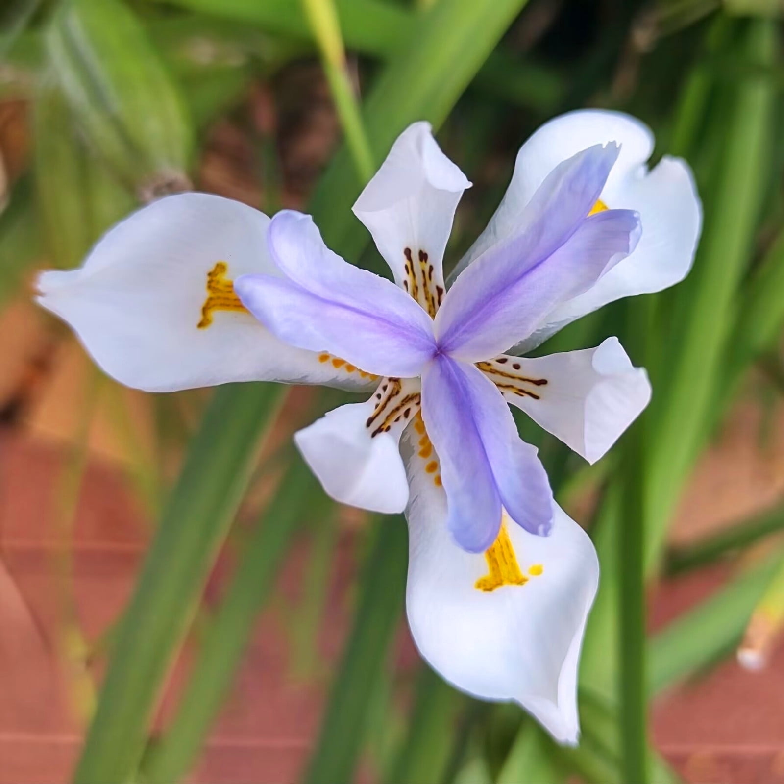 Iris bulbs - many colors available, hardy flowers, a must-have for ...