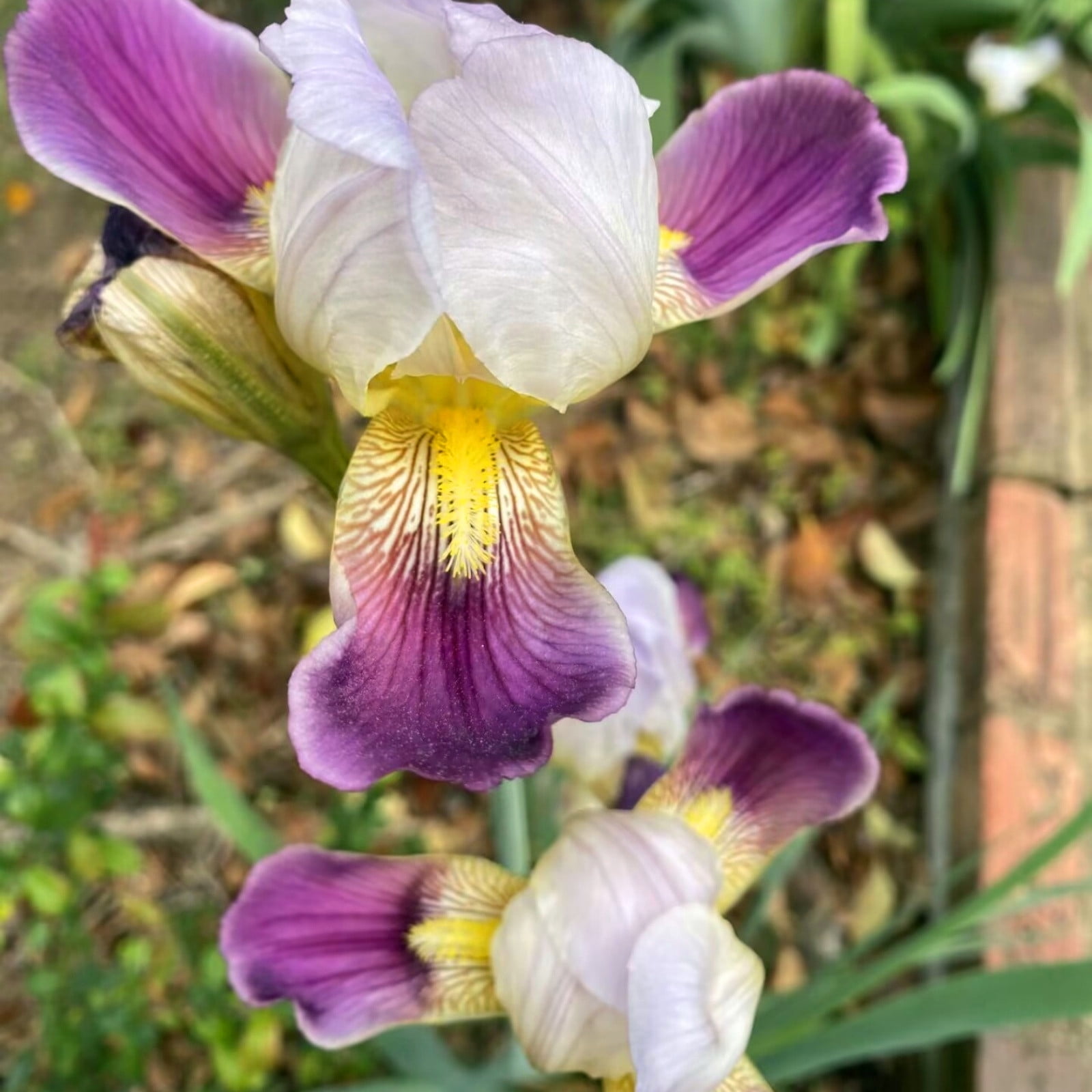 Iris bulbs - many colors available, hardy flowers, a must-have for ...