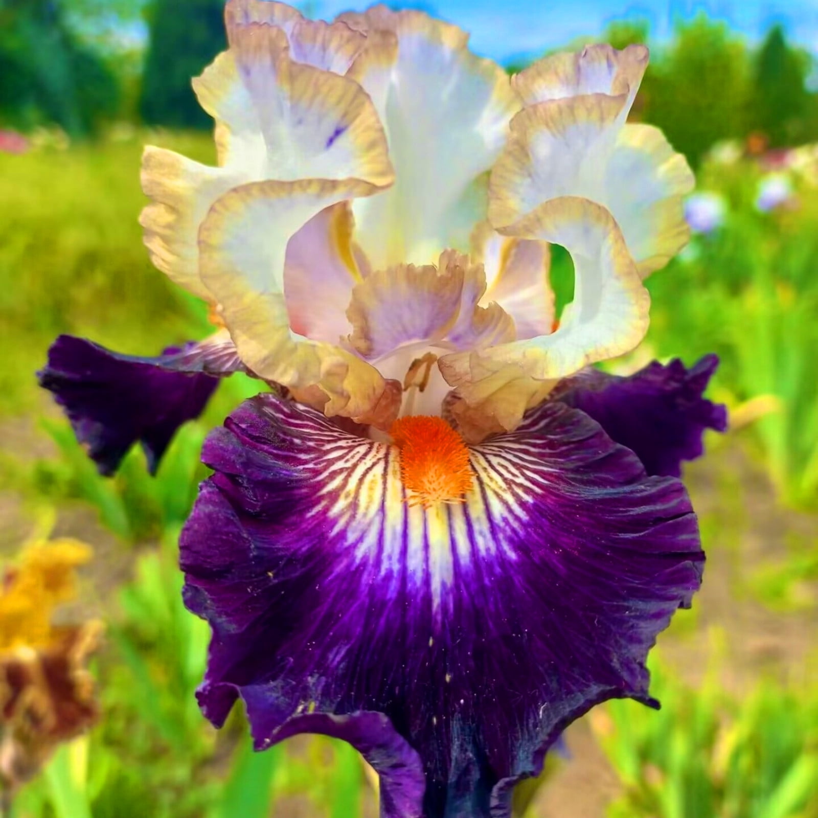 Iris bulbs - many colors available, hardy flowers, a must-have for ...