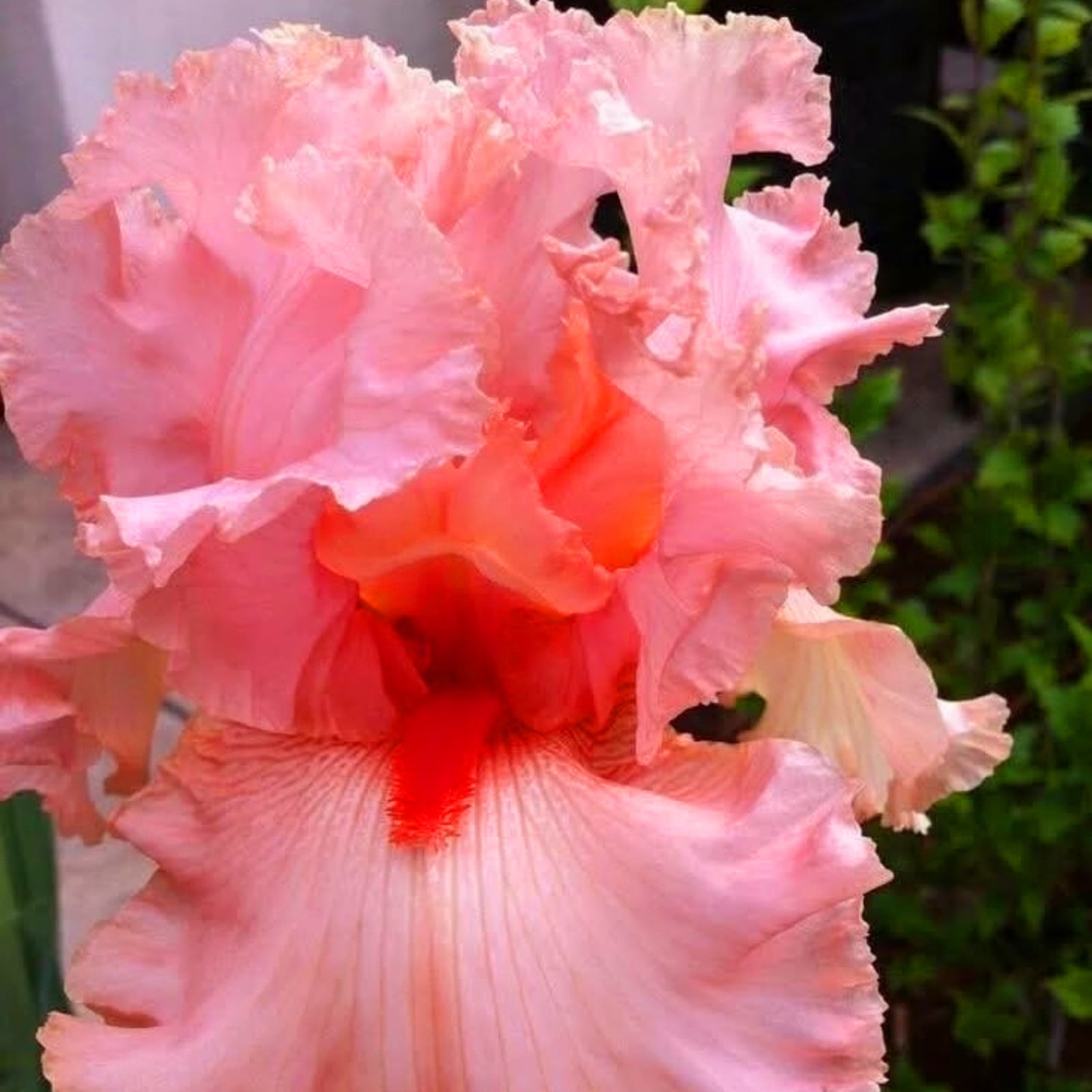 Iris bulbs - many colors available, hardy flowers, a must-have for ...