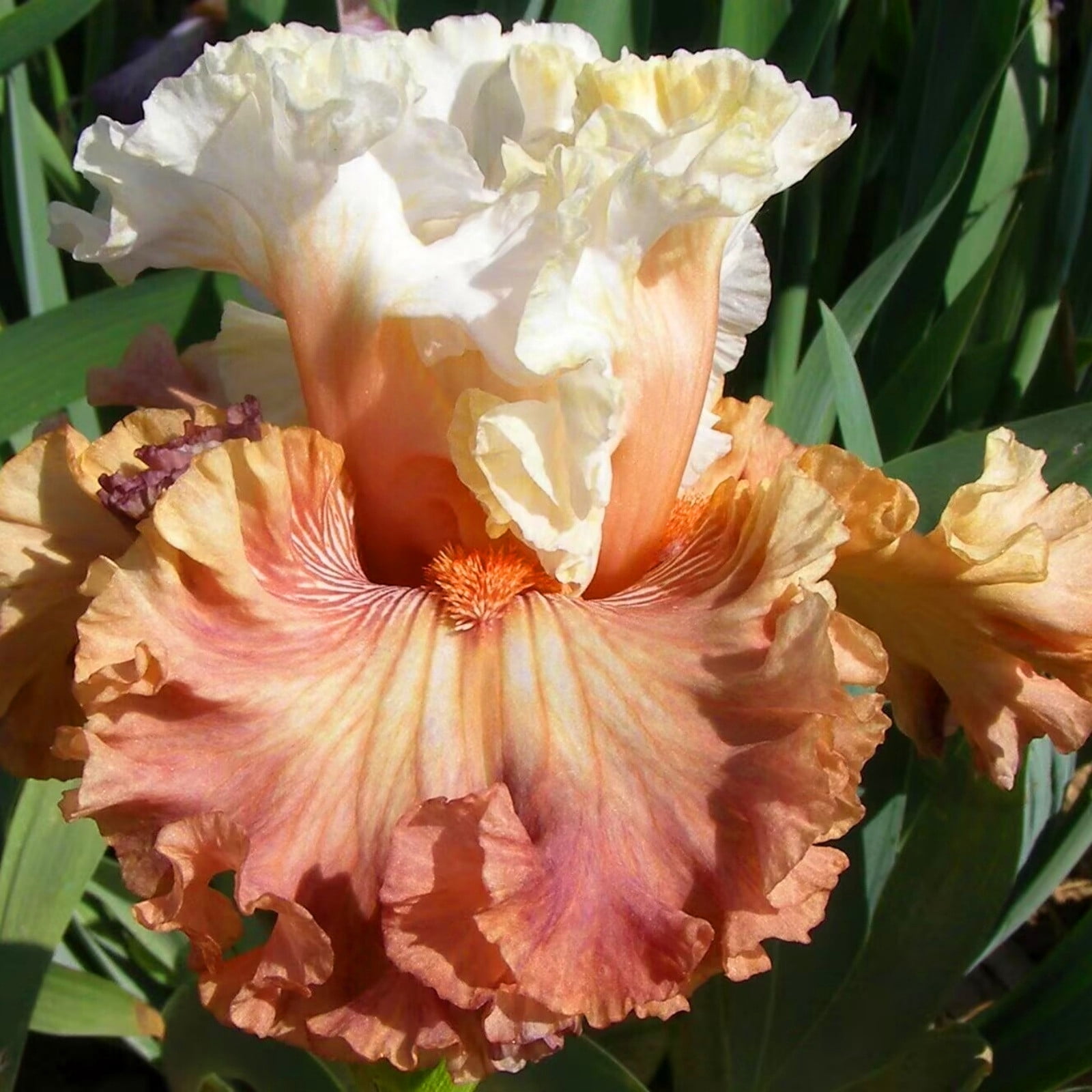 Iris bulbs - perfect spring flowers, easy to grow, beautiful blooms ...